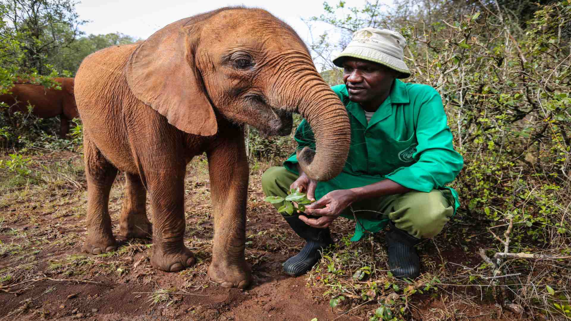 Elefantbørnehjemmet The David Sheldrick Wildlife Trust | Profil Rejser