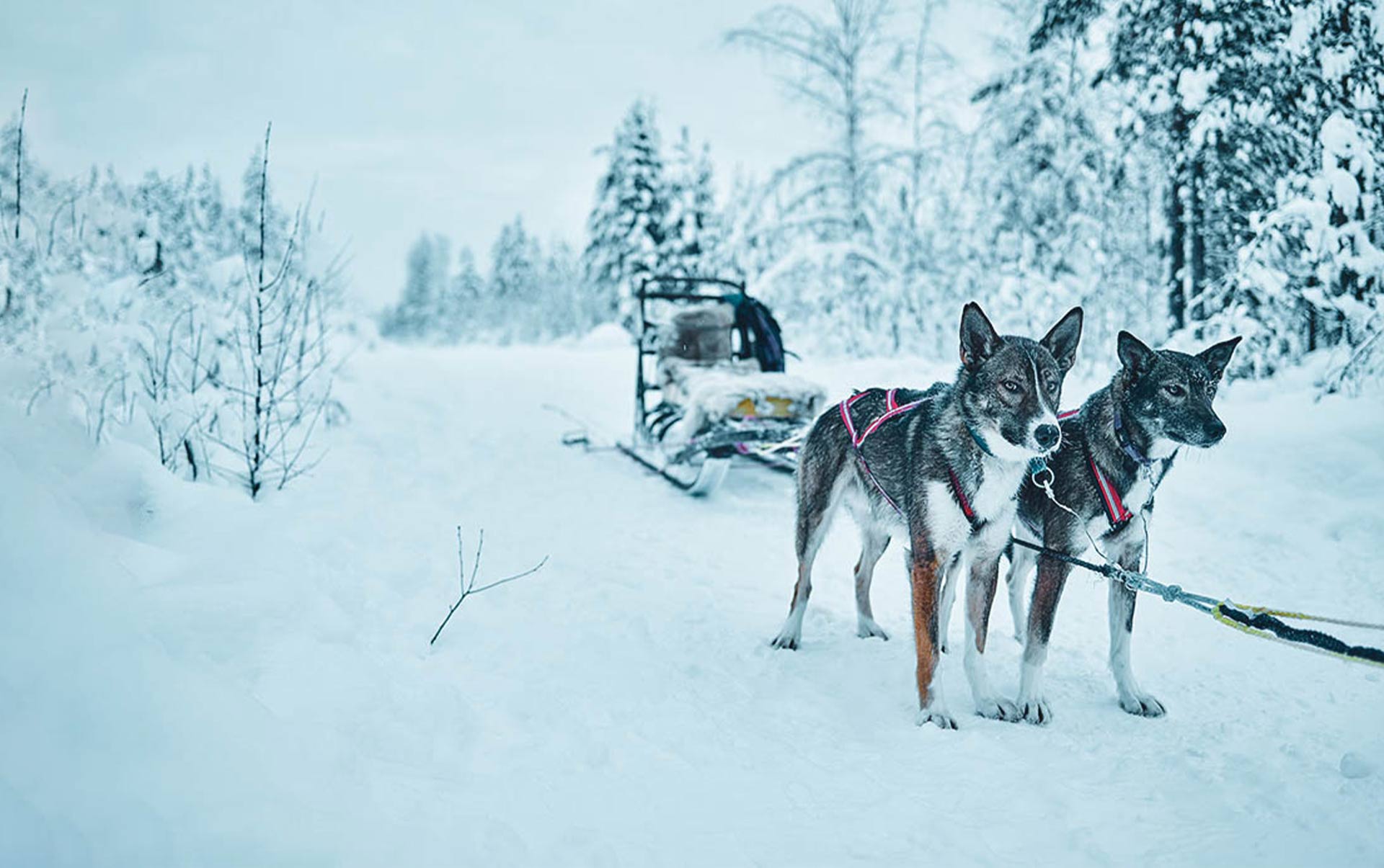 Hundeslæde og vintereventyr | Profil Rejser